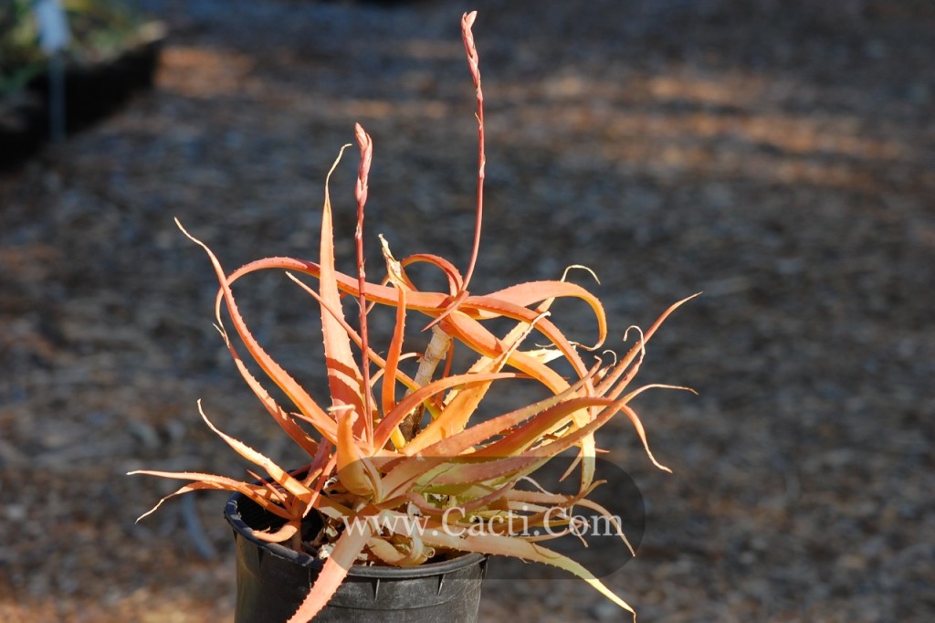 Aloe acutissima variety antanimorensis - Cacti.com