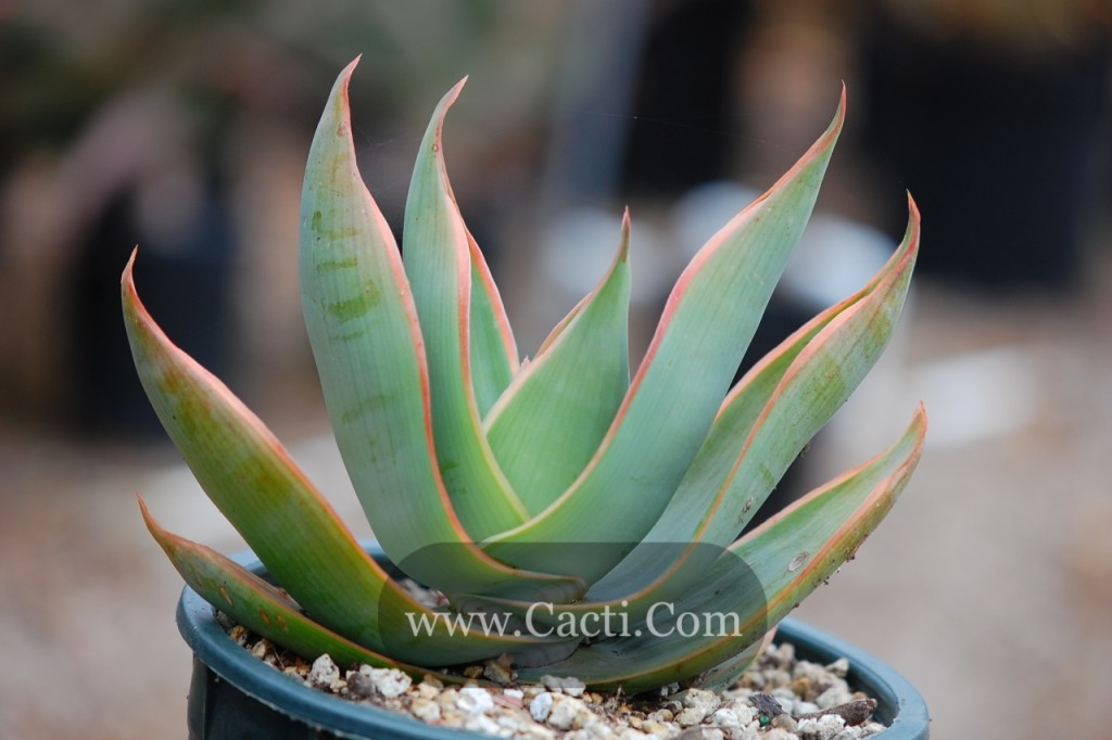 Aloe brevifolia - Cacti.com