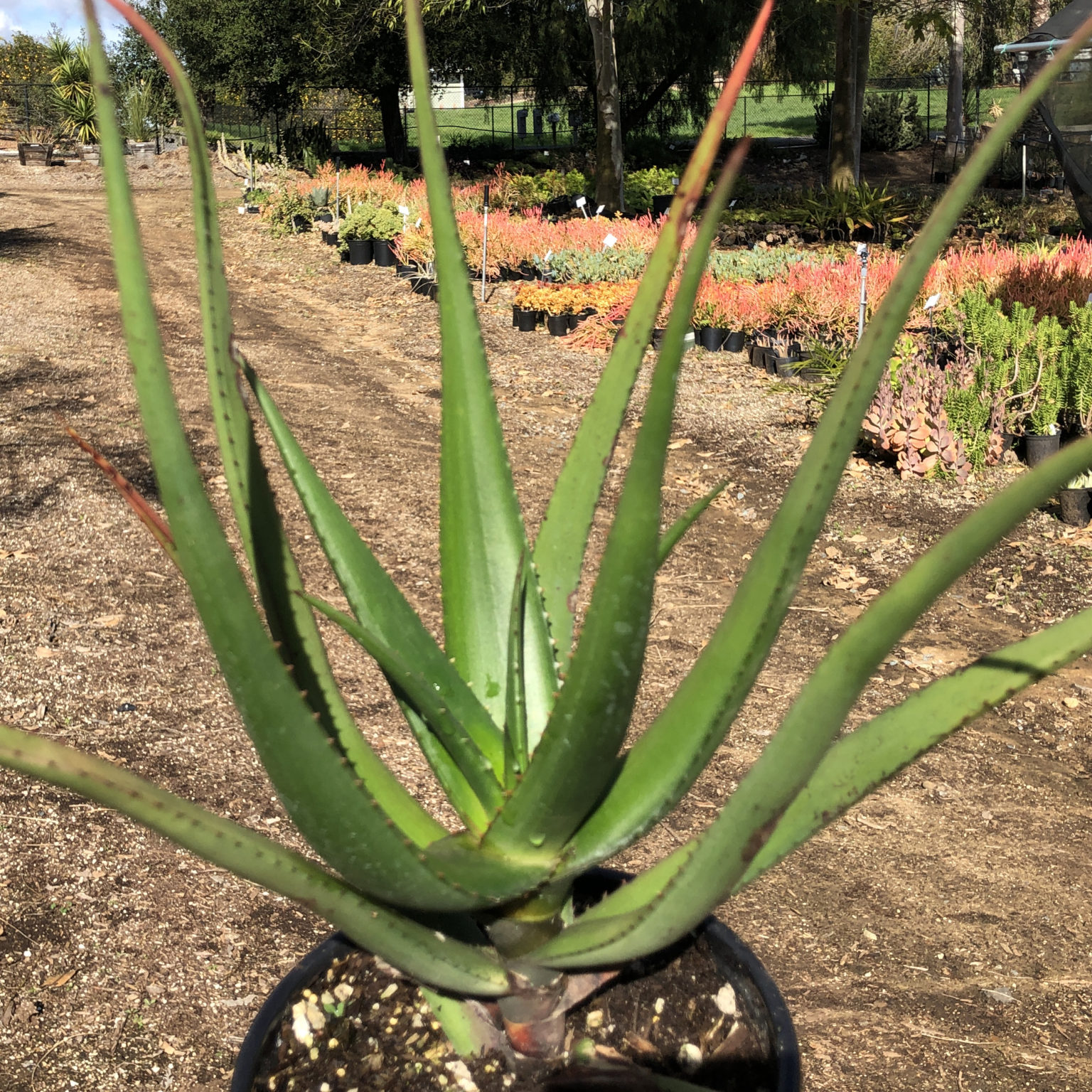 Aloe cryptopoda - Cacti.com