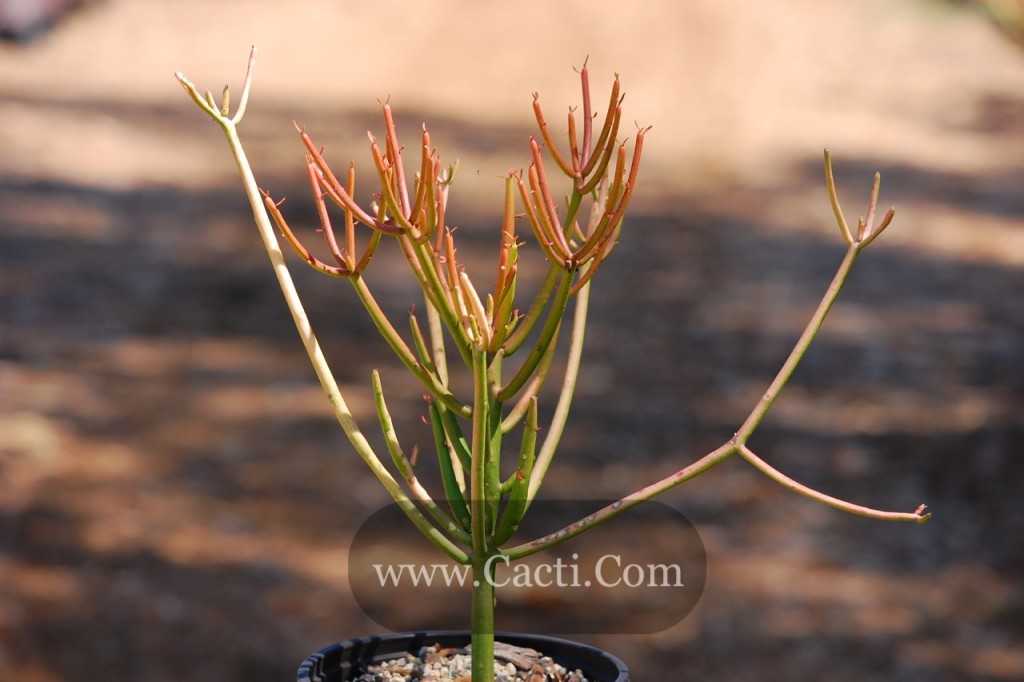 Euphorbia tirucalli ‘Sticks on Fire’ - Cacti.com