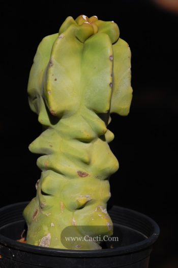 Lophocereus schottii obesa form - Cacti.com