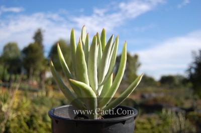 Cotyledon orbiculata "Chalk Finger" - Cacti.com