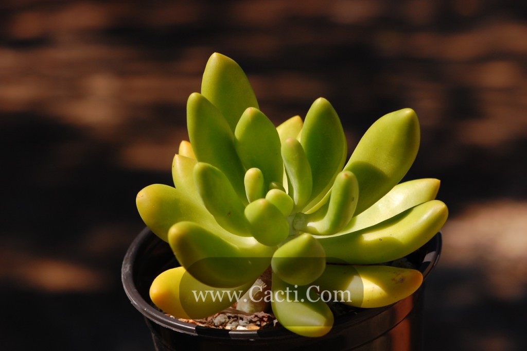 Pachyphytum fittkaui - Thick fat leaves save water - Cacti.com