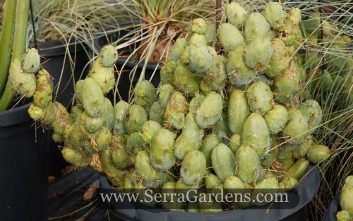 Trichocereus bridgesii monstrose clone A - Cacti.com
