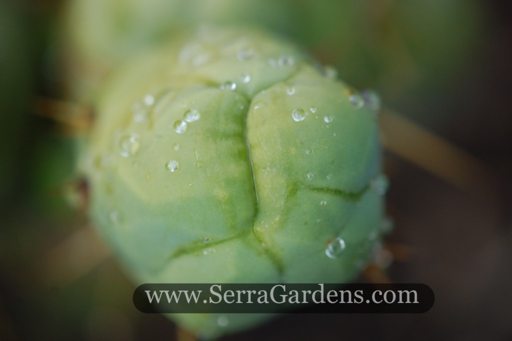 Penis Cactus, Dick Shaped Succulent - Cacti.com
