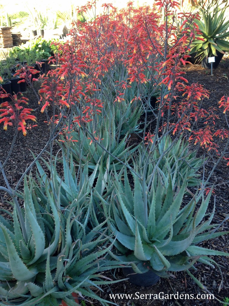 Aloe chabaudii (Dwala Aloe) - Cacti.com