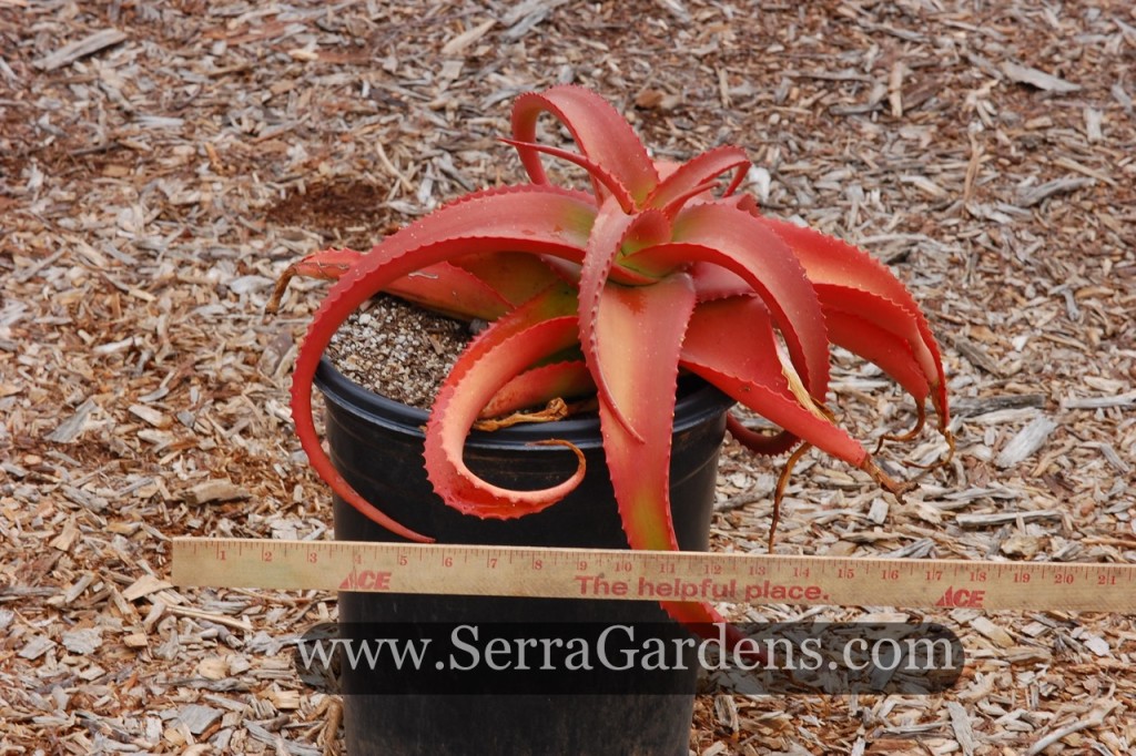 Aloe vanbalenii (Crawling Octopus) - Cacti.com