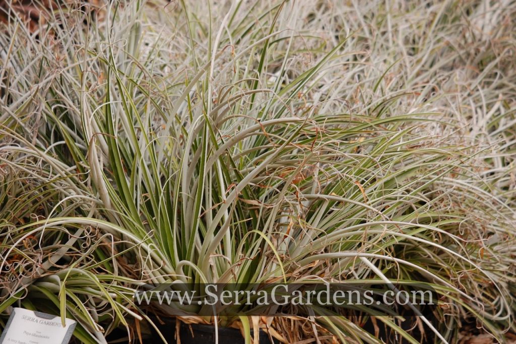 Hechtia tillandsioides - Cacti.com