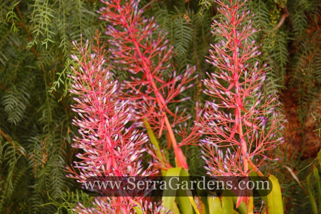 Portea petropolitana elongata - 5 gal - Cacti.com