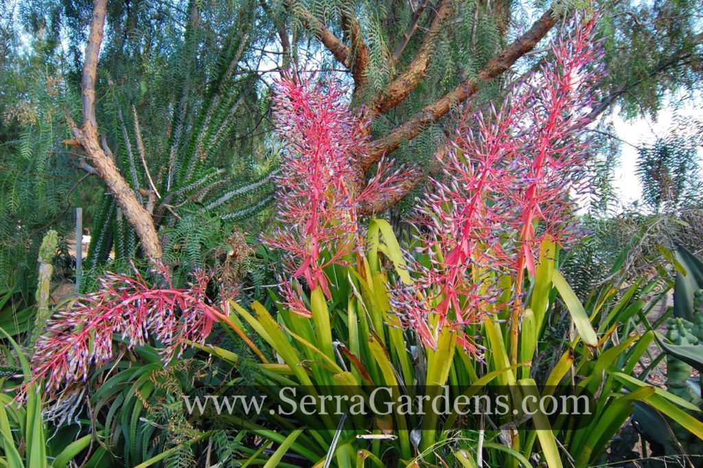 Portea petropolitana elongata - 5 gal - Cacti.com