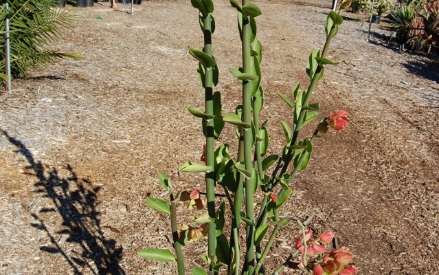 Pedilanthus bracteatus - Cacti.com