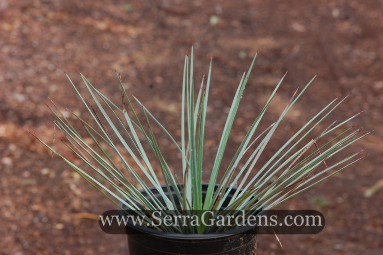 Yucca whipplei aka Hesperoyucca whipplei - Cacti.com