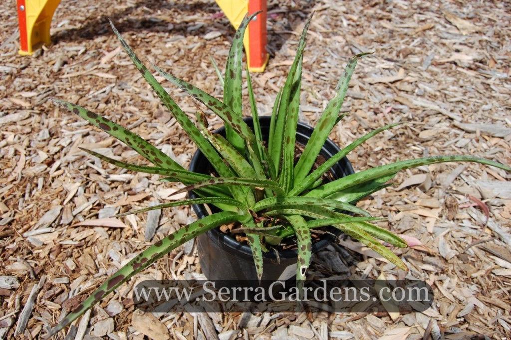 Manfreda maculosa (Agavaceae) - Cacti.com