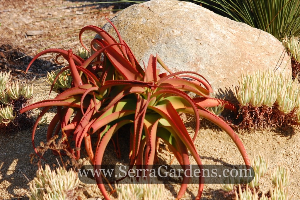 Aloe vanbalenii (Crawling Octopus) - Cacti.com