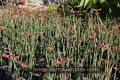 Pedilanthus bracteatus - Cacti.com