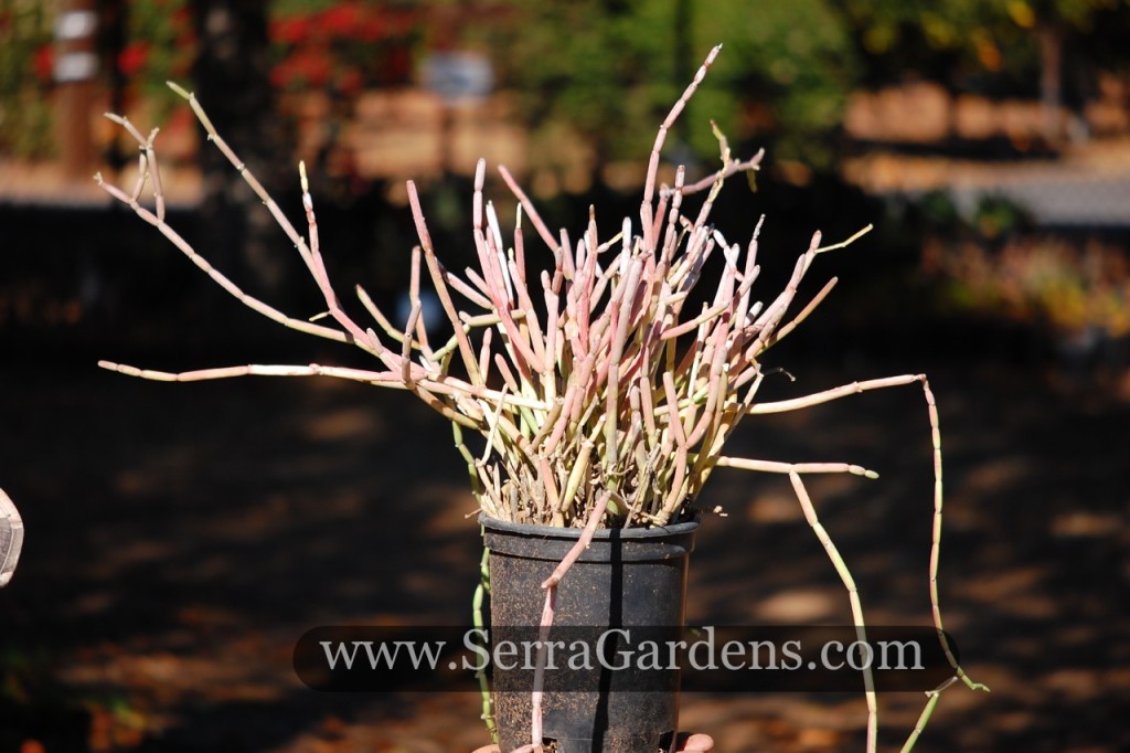 Sarcostemma viminale - Cacti.com