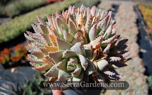 Aloe brevifolia - Cacti.com