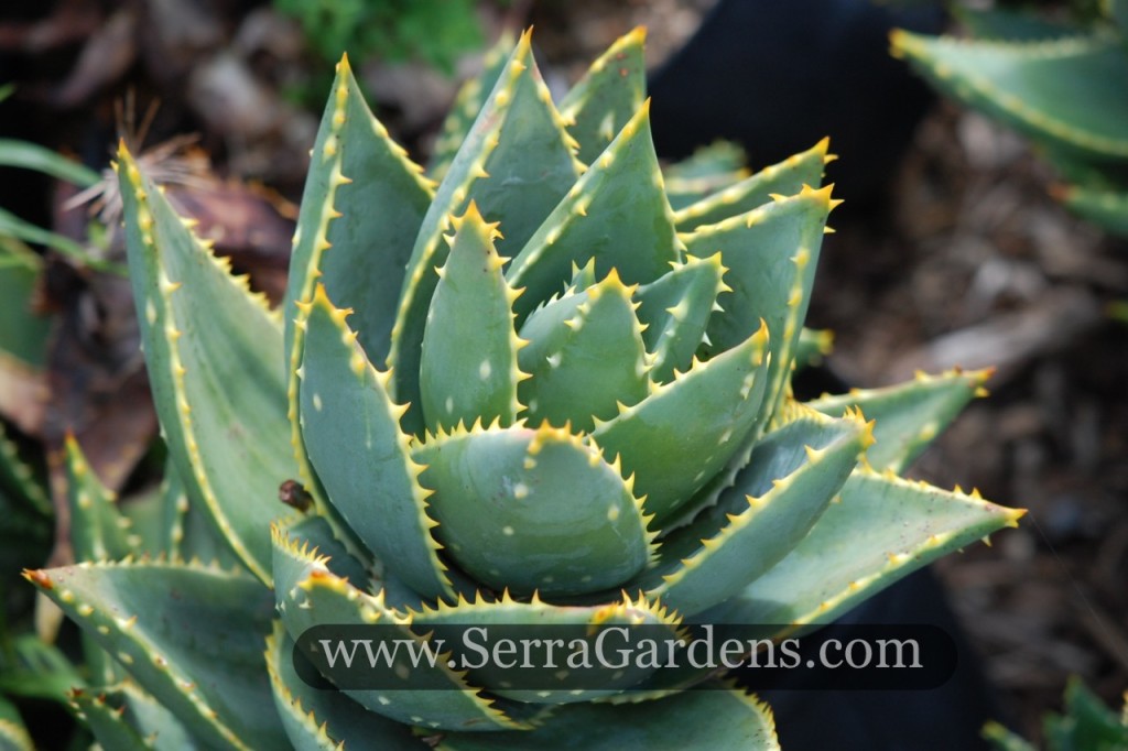 Aloe distans "Gold Teeth" - Cacti.com
