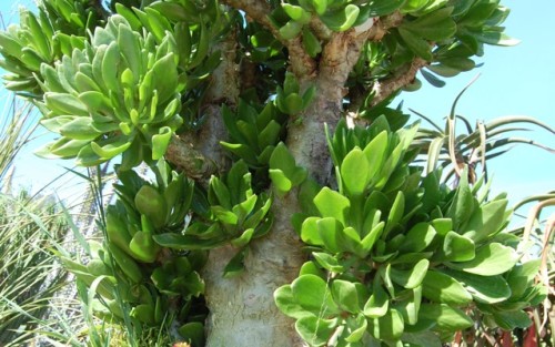 Tylecodon paniculatus - Cacti.com