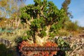 Tylecodon paniculatus - Cacti.com