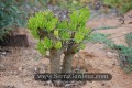 Tylecodon paniculatus variety dinterii - Cacti.com