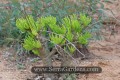 Tylecodon paniculatus variety dinterii - Cacti.com