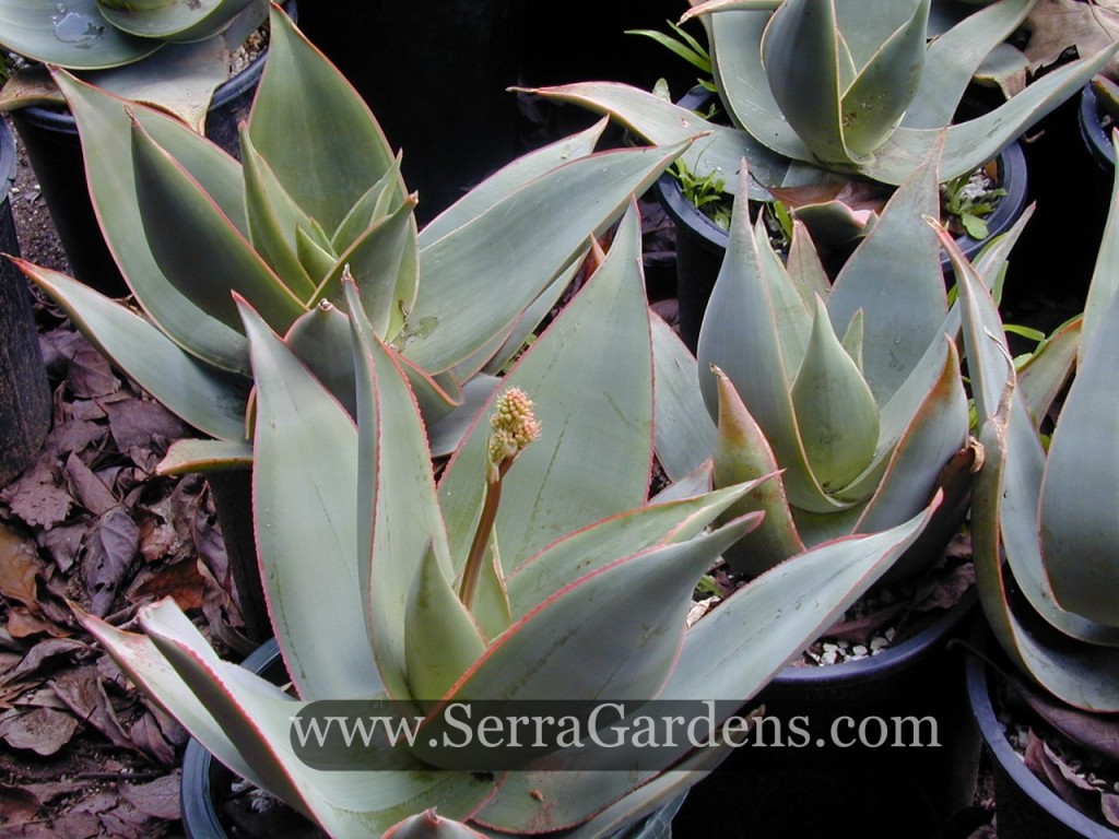 Aloe striata - Cacti.com