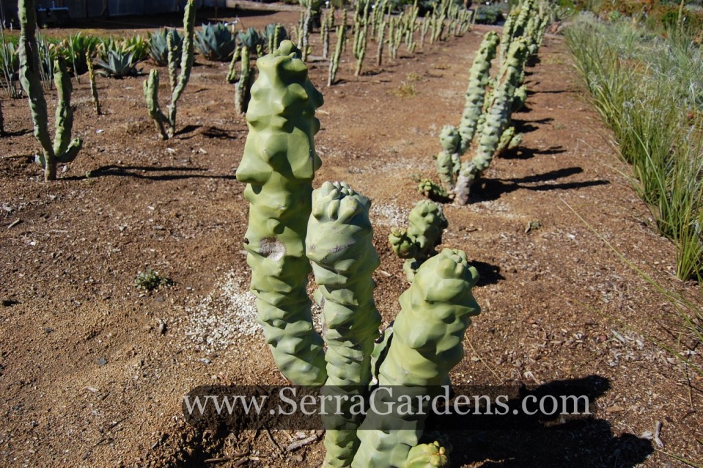 Totem Pole Cactus Fat Form - A Succulent rarity now available as cuttings.