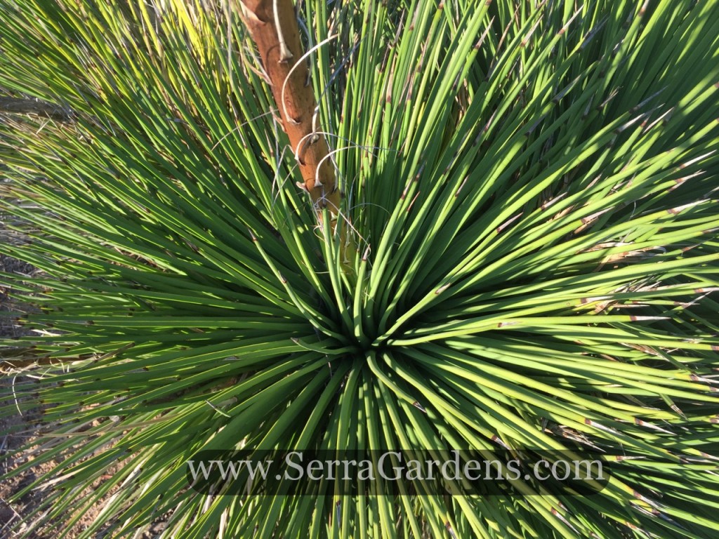 Agave stricta - The Succulent Hedgehog Agave. - Cacti.com