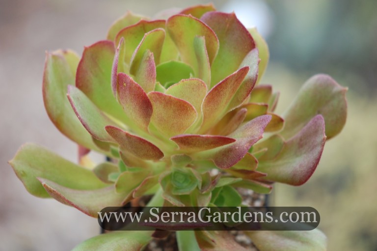 Aeonium 'Voodoo' (Giant Red Aeonium) - Cacti.com