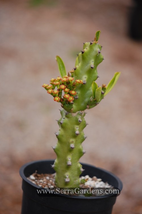 Euphorbia nerifolia (Indian Spurge Tree) - Cacti.com