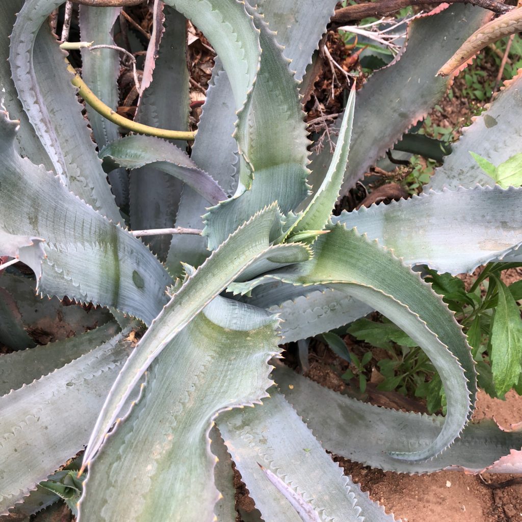 Agave gypsophila 'Gypsy' - Cacti.com