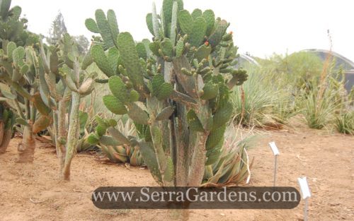 Consolea rubescens aka 'Road Kill Cactus'. Cuttings - Cacti.com