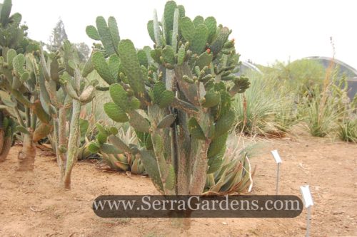 Consolea rubescens aka 'Road Kill Cactus'. Cuttings - Cacti.com