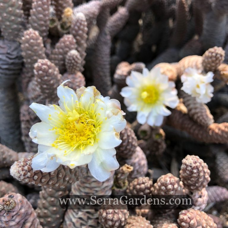 Tephrocactus strobiliformis - Cacti.com