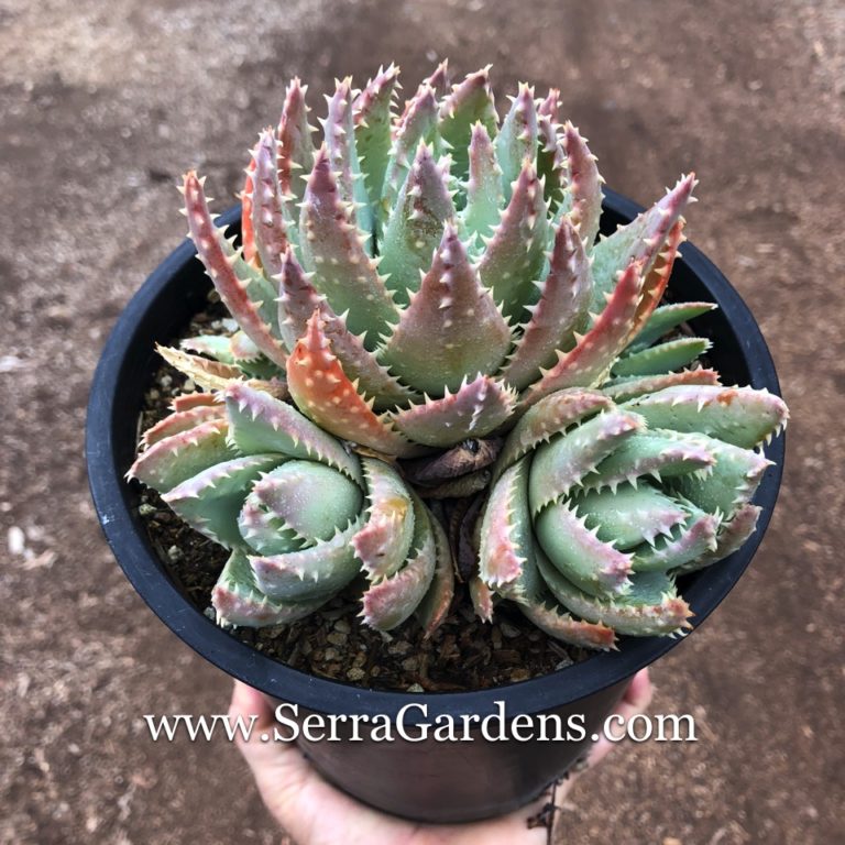 Aloe cameronii - Cacti.com
