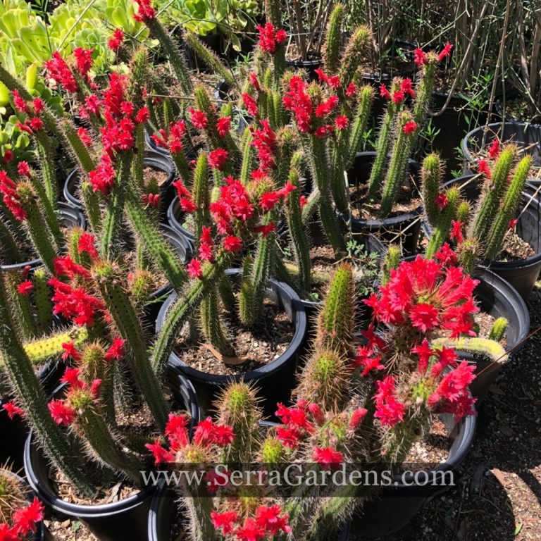 Cacti For Sale Here at Cacti.com!- premium landscape plants good to go