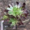 Aeonium Cyclops 'Giant Red Aeonium' - Cacti.com
