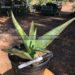 Aloe vanbalenii (Crawling Octopus) - Cacti.com