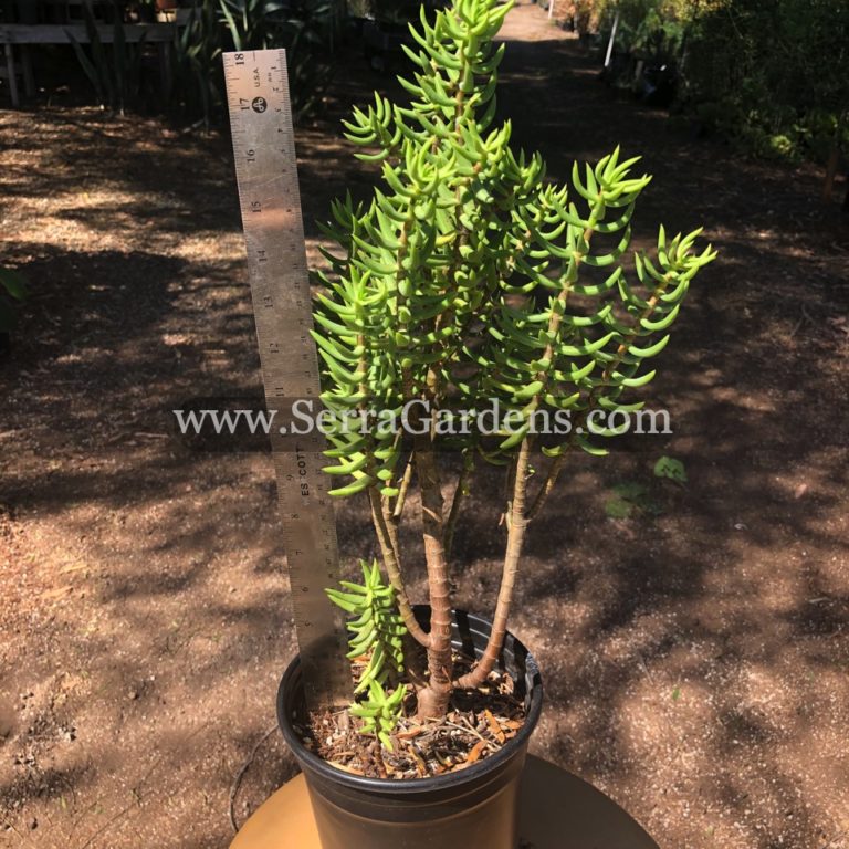Crassula tetragona aka Minature Pine Tree