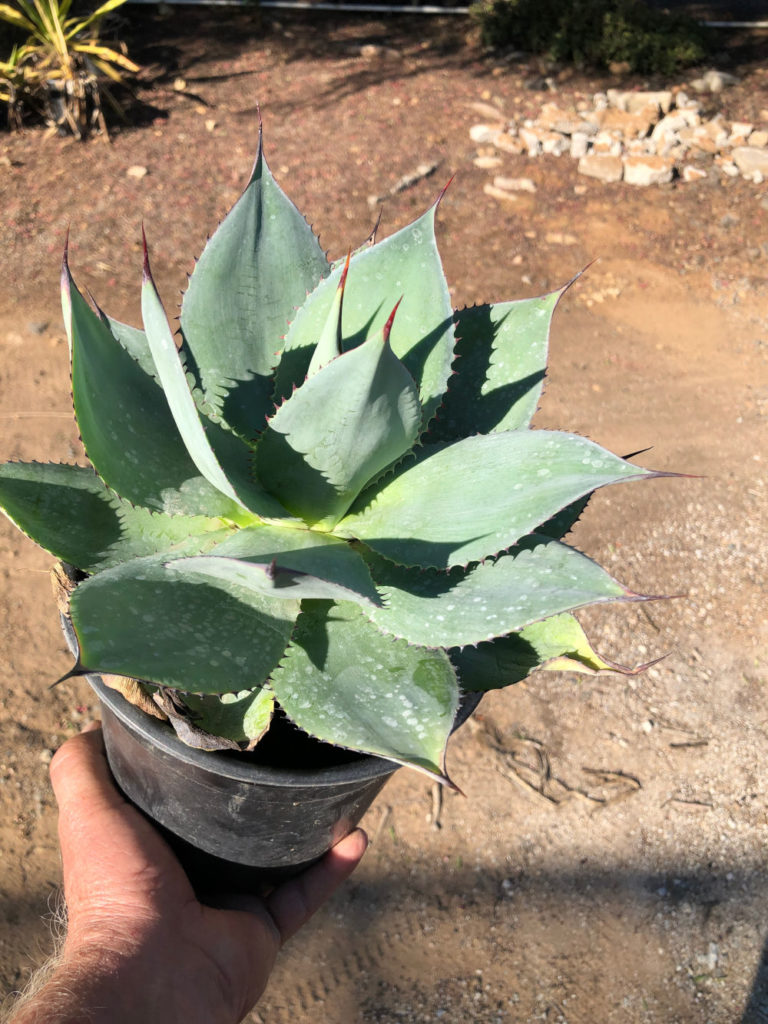 Agave celsii - Cacti.com